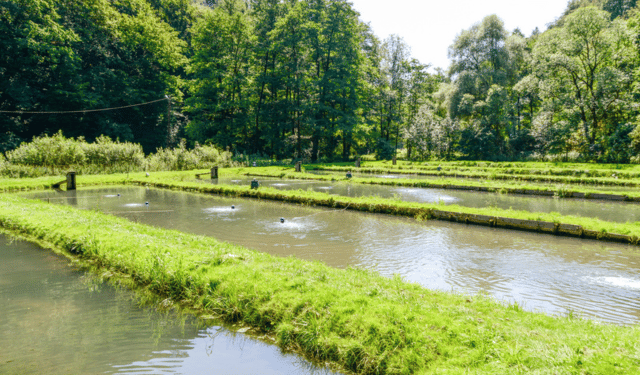 Fish farms, differences between intensive, extensive and semi-extensive ... Fish farms, differences between intensive, extensive and semi-extensive ...